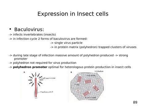 1 Gene Expression Systems In Prokaryotes And Eukaryotes