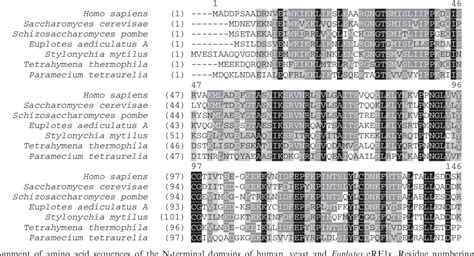 Figure 1 From Two Step Model Of Stop Codon Recognition By Eukaryotic