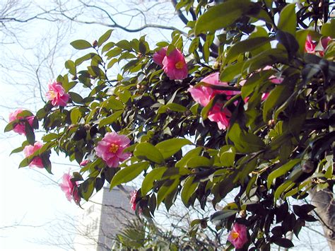 寒椿花と庭日蓮宗 池上院家 照栄院