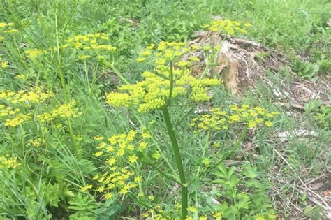 Poison Parsnip Causes Severe Burns Blisters On Womans Legs