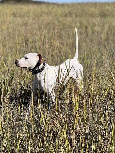 Trained Bird Dogs Trained Bird Dogs