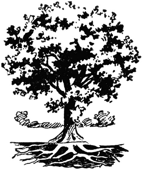 Tree With Roots Clip Art Library