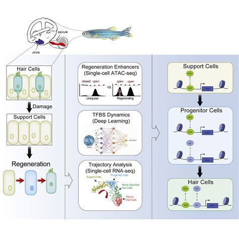 NIH Study Identifies Unique Set Of Proteins That Restores Hearing In Zebrafish RNA Seq Blog