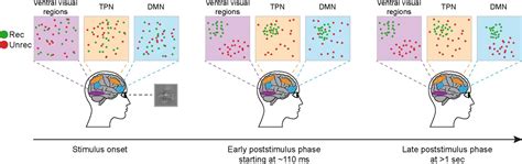 Spatiotemporal Neural Dynamics Of Object Recognition Under Uncertainty In Humans ELife
