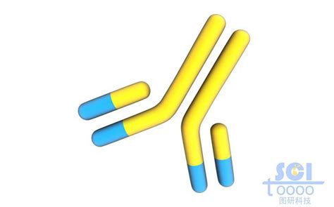 抗体结构 镇江图研科技有限公司
