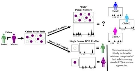 Genes Free Full Text Probabilistic Genotyping Of Single Cell Replicates From Mixtures Genes Free Full Text Probabilistic Genotyping Of Single Cell Replicates From Mixtures