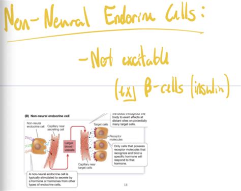Bio 108 Quiz 6 The Endocrine System Flashcards Quizlet