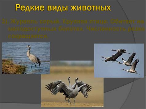 Редкие виды растений презентация онлайн