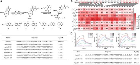 Unique Quinoline Orientations Shape The Modified Aptamer To Sclerostin