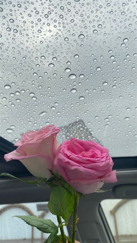 ورد ومطر💗☔️ Pretty Flowers Beautiful Flowers Beautiful Bouquet Of