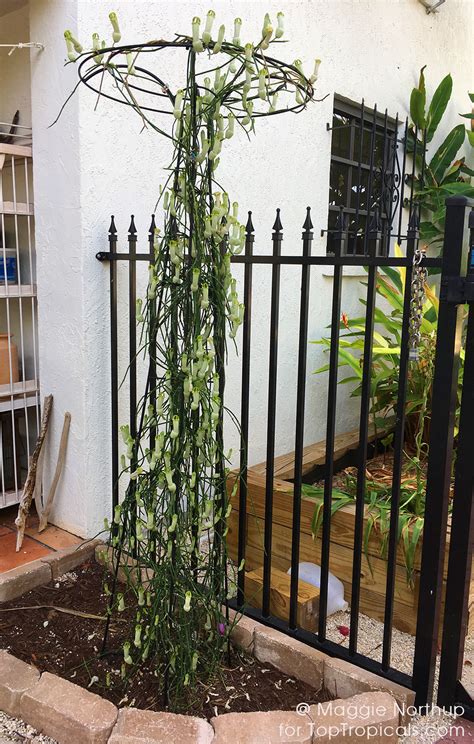 Ceropegia Ampliata Horny Wonder Top Tropicals Plant Encyclopedia
