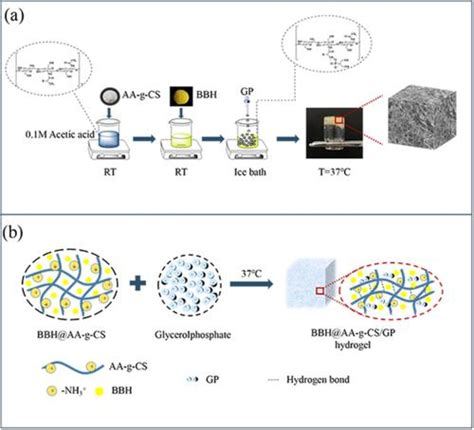 氨基酸接枝壳聚糖 磷酸甘油水凝胶用于盐酸小檗碱的控释 Journal Of Applied Polymer Science X Mol
