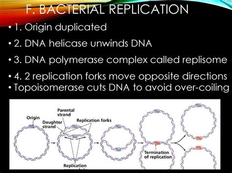 Bacteria And Viruses Ppt Download