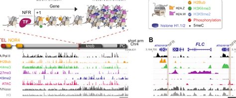 Profiling The Chromatin Landscape Along The Arabidopsis Genome A