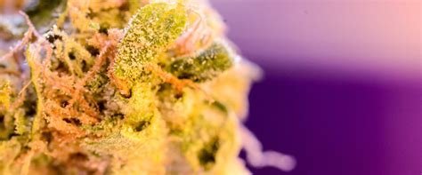 What Is Rosin Your Guide To Making Your Own Solventless Cannabis