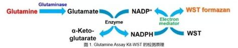 谷氨酰胺、谷氨酸定量检测试剂盒 知乎