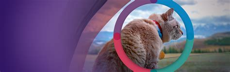 Frequently Asked Questions Flea And Tick Protection Bravecto