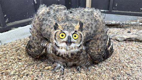Quite A Hoot Leander Pd Rescues Owl Trapped In Soccer Net Kxan Austin