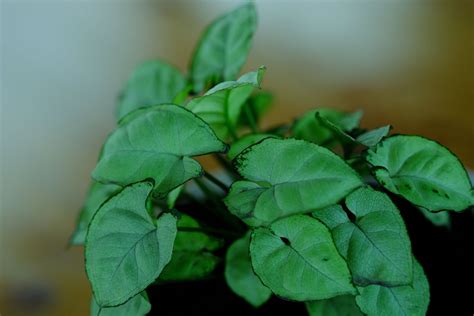 What Are Syngonium Treatments Global Gardening Secrets