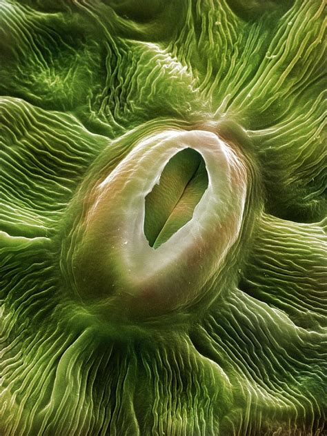 Stoma Plant