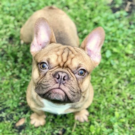 Why Do French Bulldogs Have Floppy Ears Bullifieds Blog