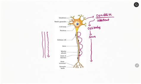 Solved List The Parts Of A Neuron Through Which An Action Potential Passes Starting At A