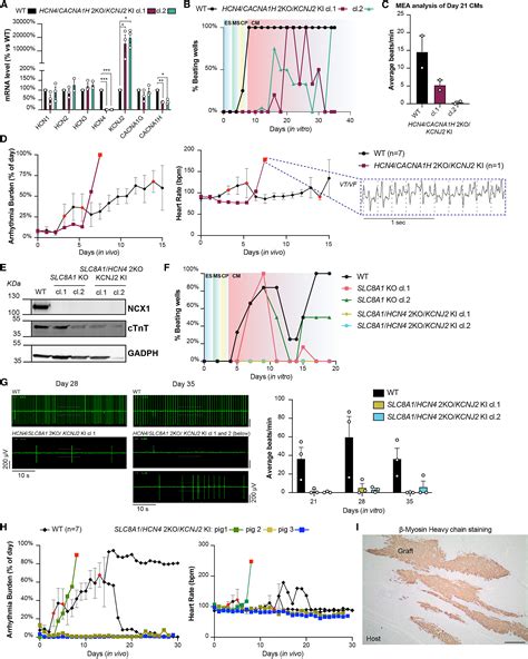 Gene Editing To Prevent Ventricular Arrhythmias Associated With