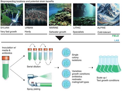 Frontiers Enhancing Algal Production Strategies Strain Selection Ai Informed Cultivation