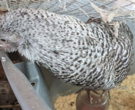 Scots Dumpy Pottstown Poultry Scots Dumpy Pottstown Poultry