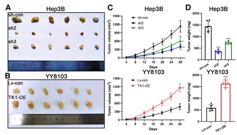 《细胞·代谢》：南医大 武大团队发现肝癌代谢重编程的新机制！ 生物科技 健康一线资讯