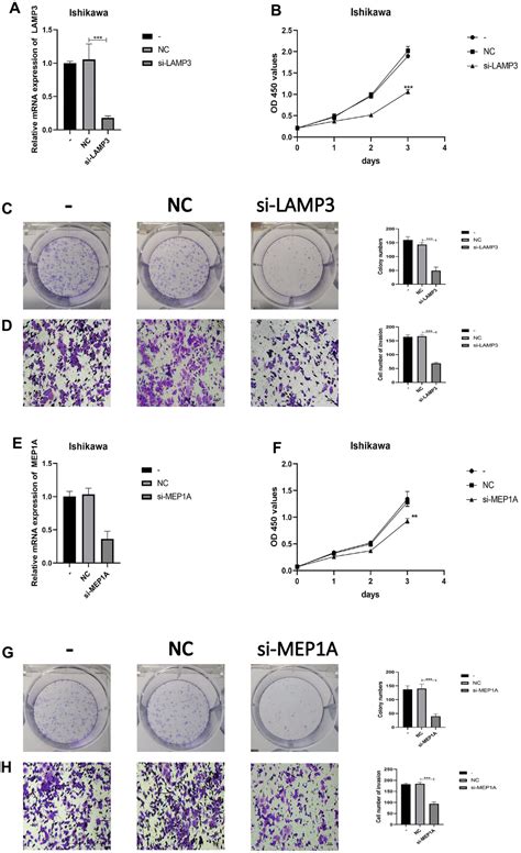 A Novel Predictive Model Based On Inflammatory Response Related Genes For Predicting Endometrial