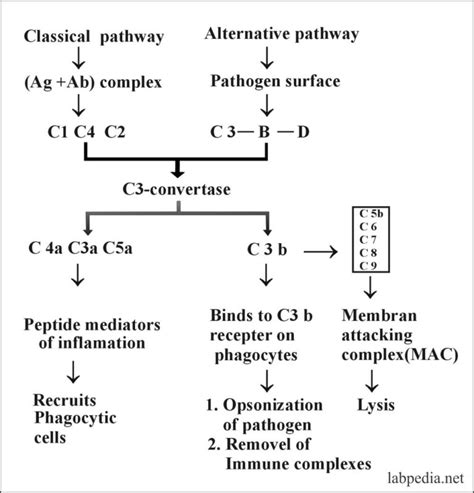 Chapter 9 Complement Complement System Labpedia Net