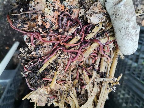 How To Build A Worm Composting Bin 7 Easy Step By Step Guide The Ultimate Homestead