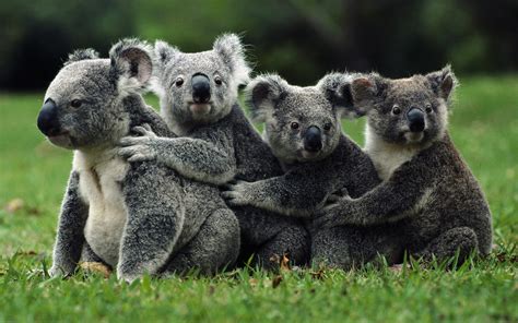 Koala Bear Facts Sex Wet Orgy Baby Orgies