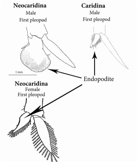 The Difference Between Neocaridina And Caridina Shrimp Shrimp And