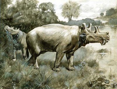 Eohippus Facts And Figures