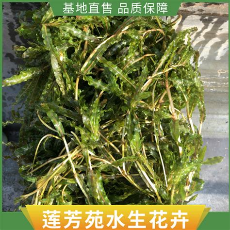 菹草价格 行情 图片 园林花卉 园林绿化 产品库 爱企巴巴