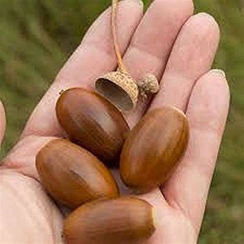 Different Types Of Acorns Classification Size Color Texture Nutritional Value Varieties