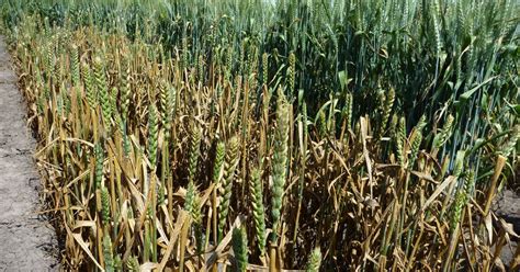 University Of Sydney Provides Update On Science Behind Cereal Genetic