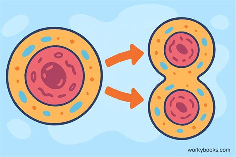 Cell Division Explained Definition Facts Examples And Quiz Biology Learning