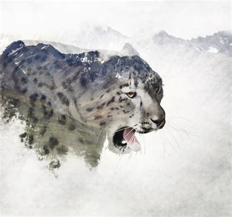 Snow Leopard Open Mouth Stock Illustrations 22 Snow Leopard Open