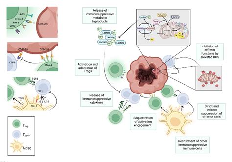Figure 1 From Modulation Of T Cell Function And Survival By The Tumor Microenvironment