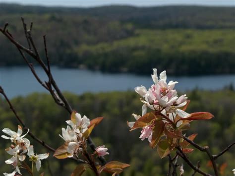 Algonquin Wildflowers
