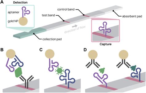 Aptamer Lateral Flow Assay Lfa Diagrams A In A Typical Aptamer Download Scientific Diagram