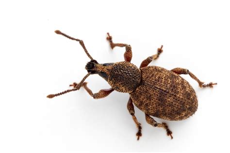 Weevil Definition Of A Weevil What Is A Weevil