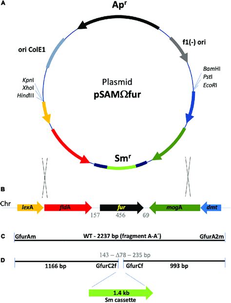 Schematic Representation Of The Fur Locus In The G Anatis 12656 12