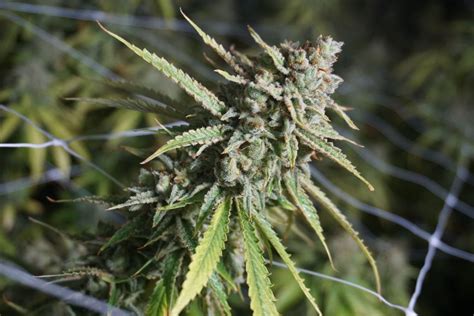 Strain Spotlight London Pound Cake High Yields
