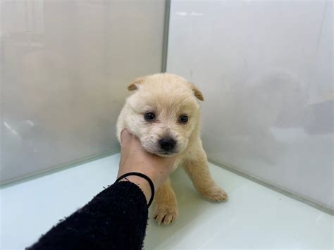 진도믹스 대한이 코카스파니엘분양가격 폼스키분양가격 폼치분양가격 폼피츠분양가격 푸숑분양가격 고양이분양가격 랙돌분양가격 러시안블루