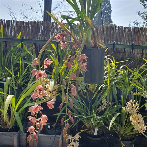 Cymbidium Cascade Zips