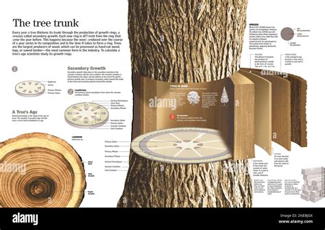 Infographic Of The Parts Of A Tree Trunk And How It Grows QuarkXPress Qxp 6259x4015 Stock